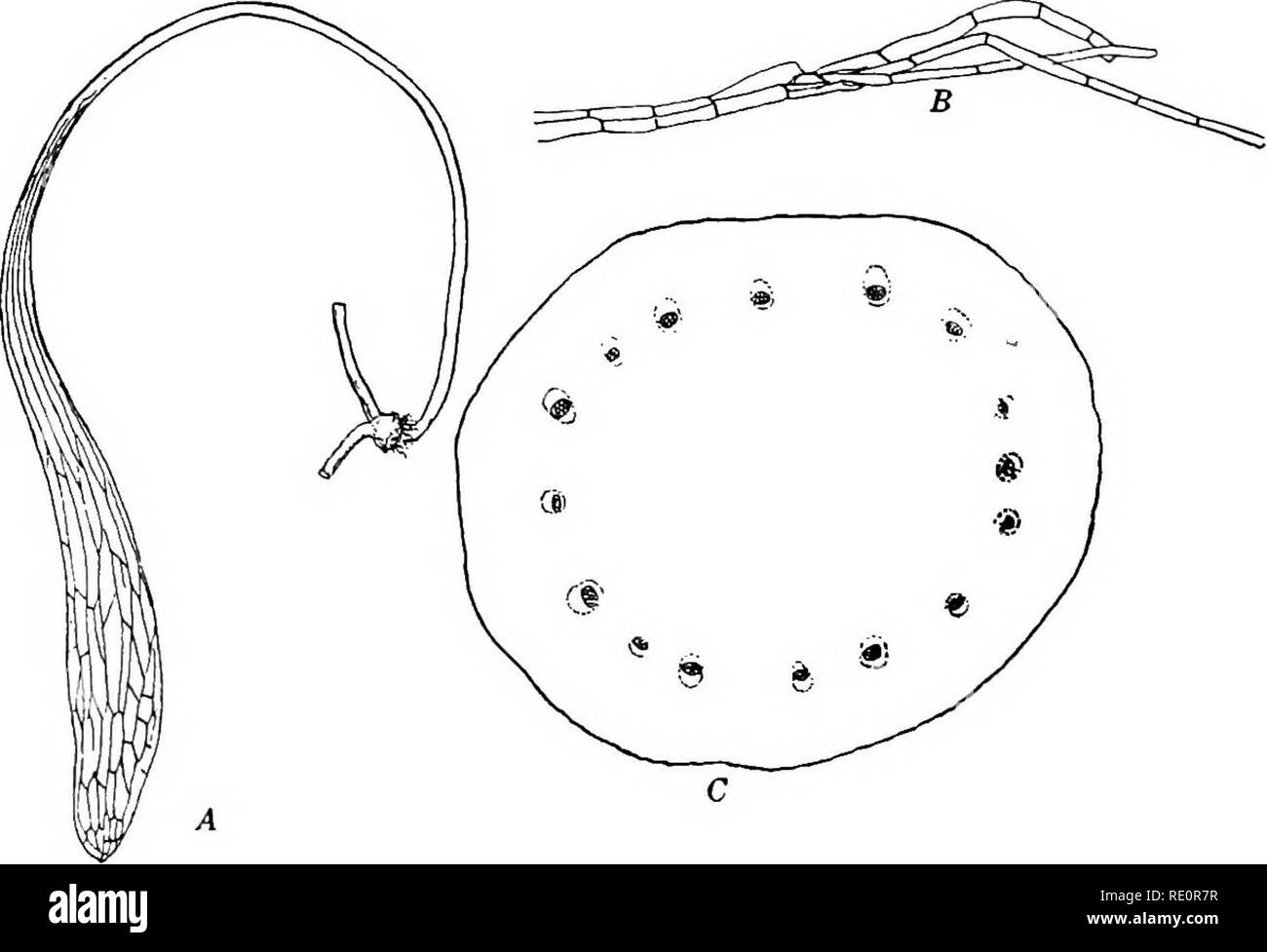. The Eusporangiatae; the comparative morphology of the Ophioglossaceae ...