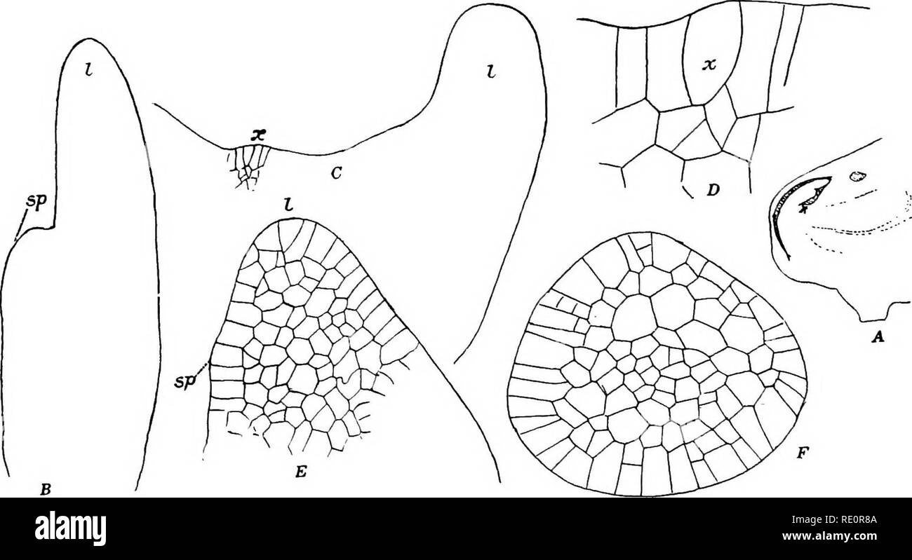 . The Eusporangiatae; the comparative morphology of the Ophioglossaceae ...