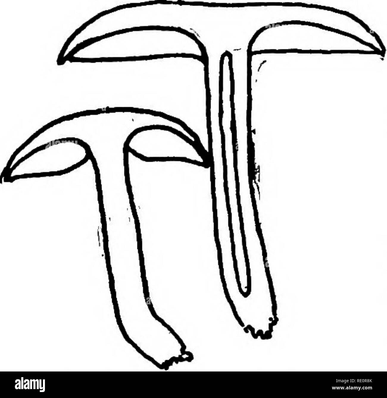 . The mushroom book : a popular guide to the identification and study ...