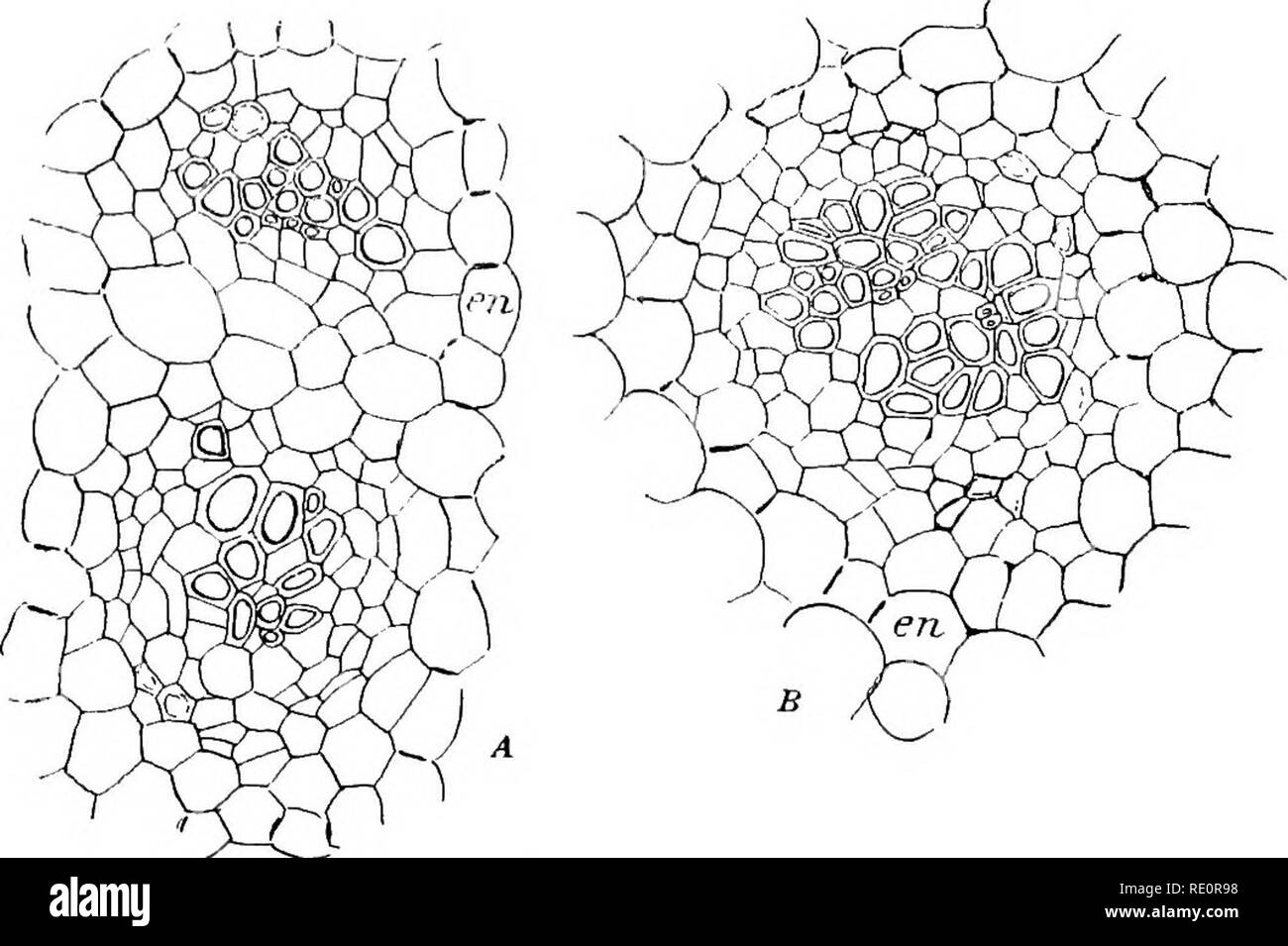 Oval basal leaf hi-res stock photography and images - Alamy