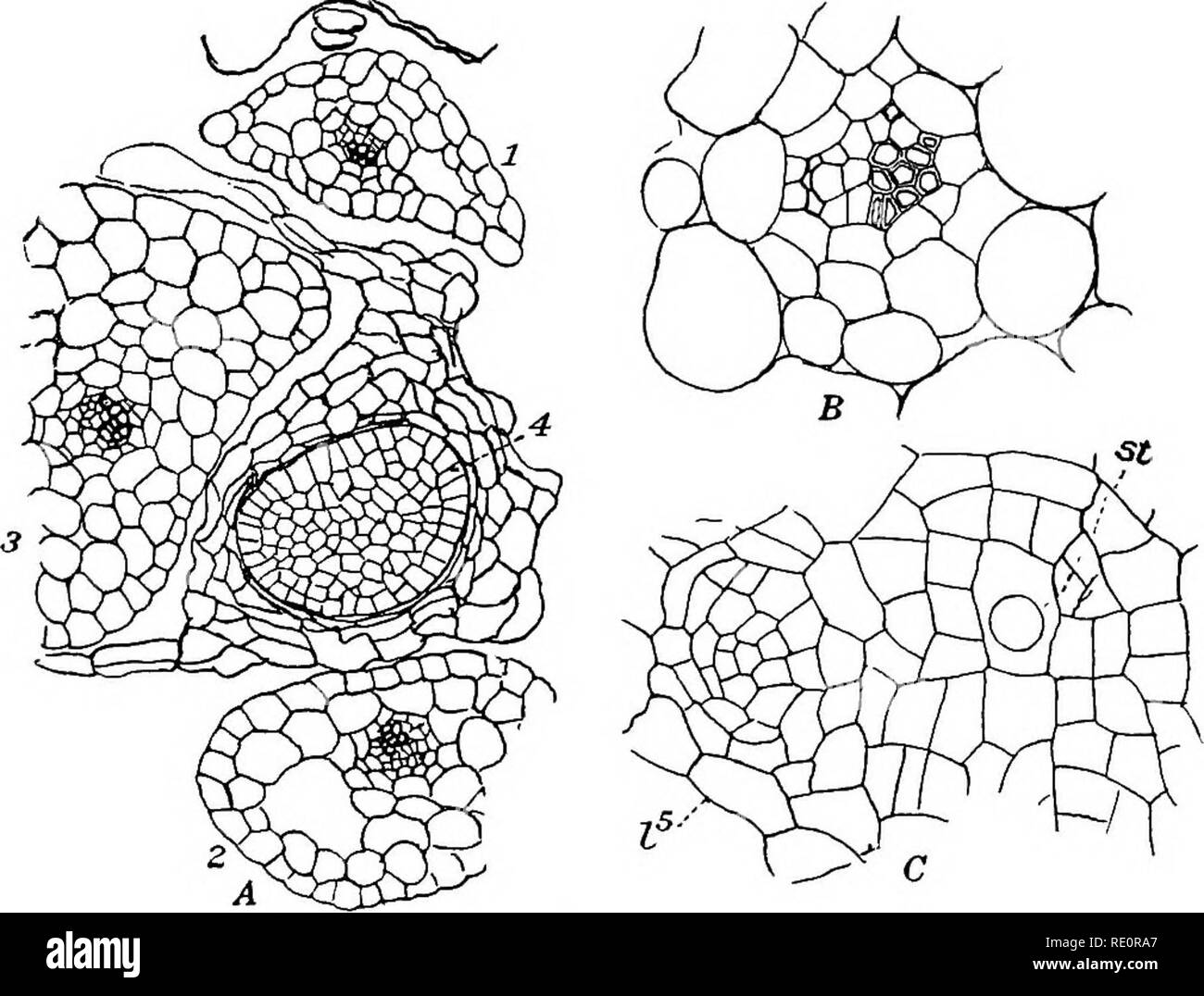 Transverse section of a root Cut Out Stock Images & Pictures - Alamy