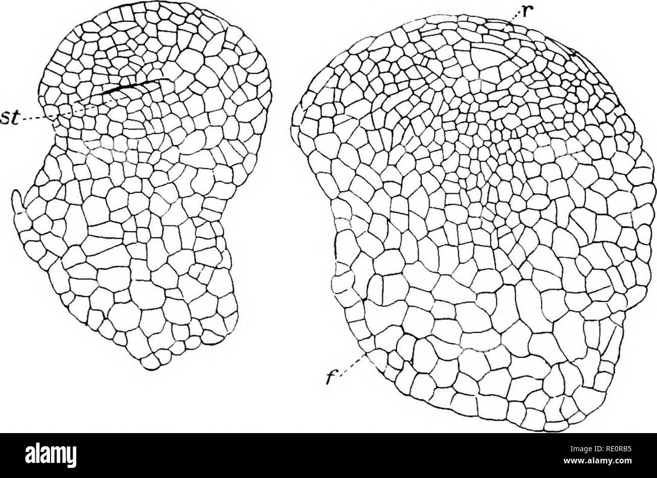 . The Eusporangiatae; the comparative morphology of the Ophioglossaceae ...