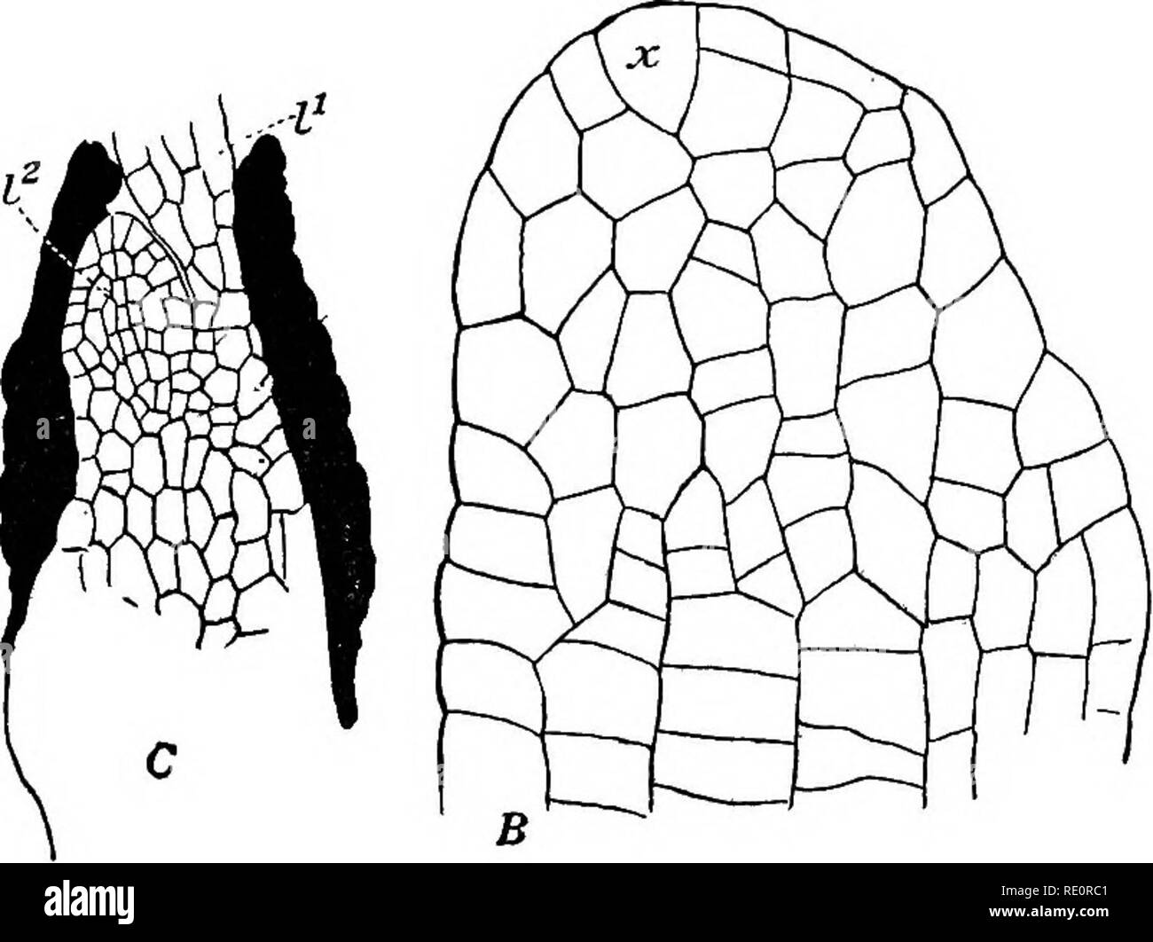 Longitudinal cross section of the leaf hi-res stock photography and ...