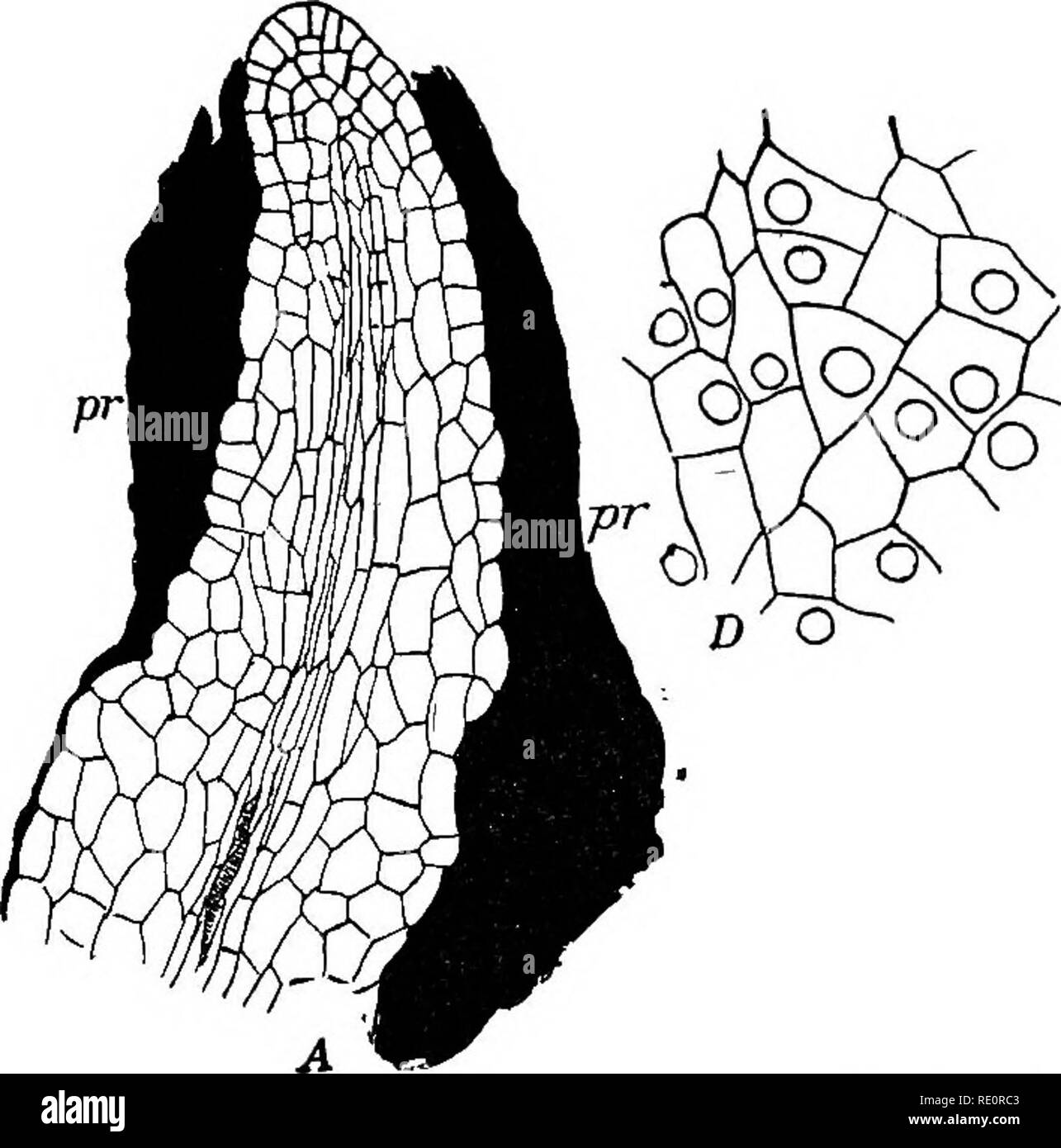 Vascular Bundle Scar