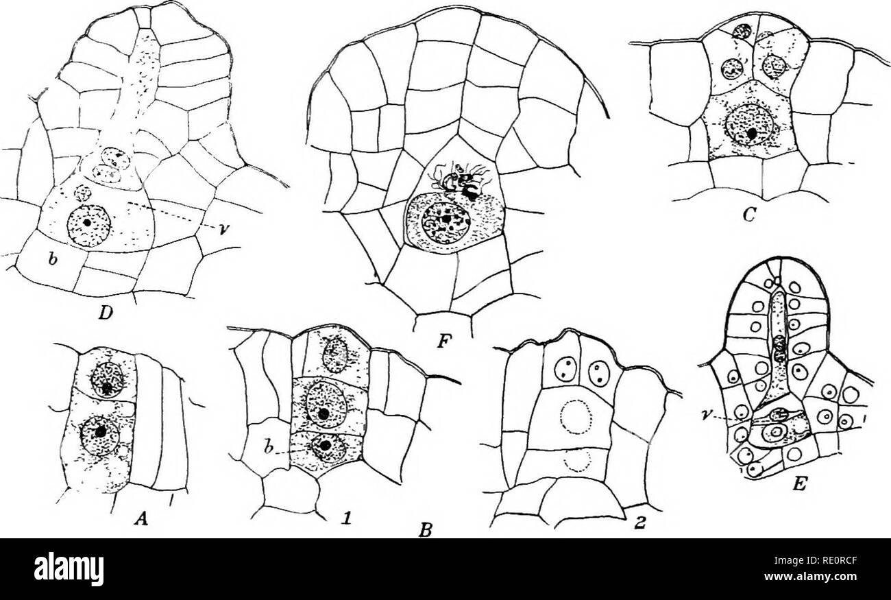 Conifers morphology hi-res stock photography and images - Alamy