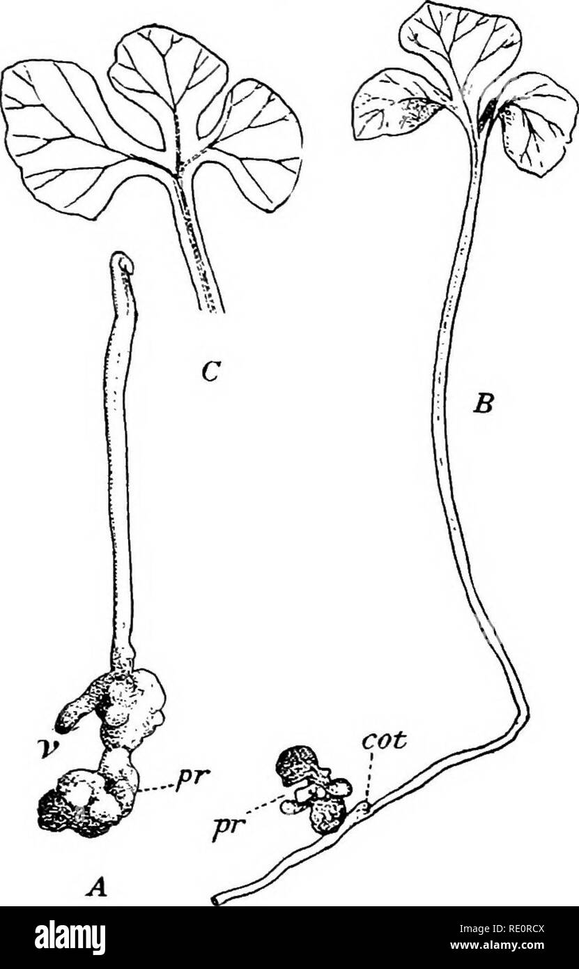 . The Eusporangiatae; the comparative morphology of the Ophioglossaceae ...