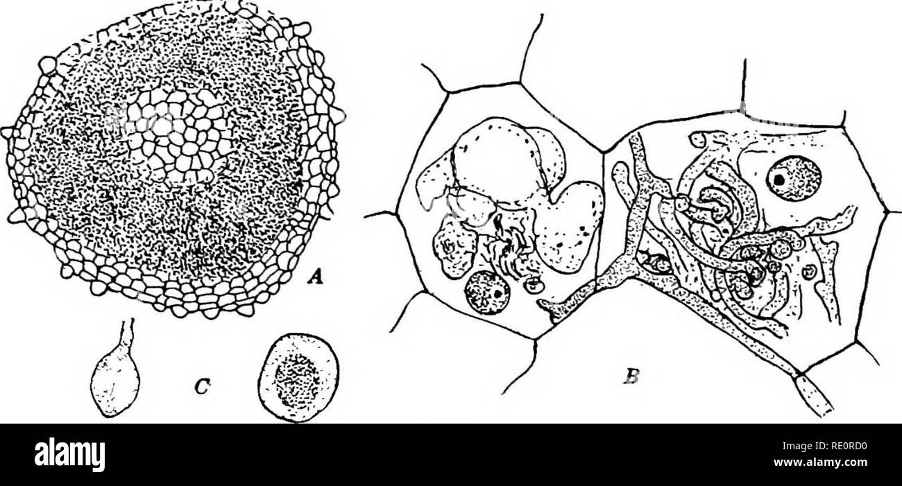 . The Eusporangiatae; the comparative morphology of the Ophioglossaceae ...