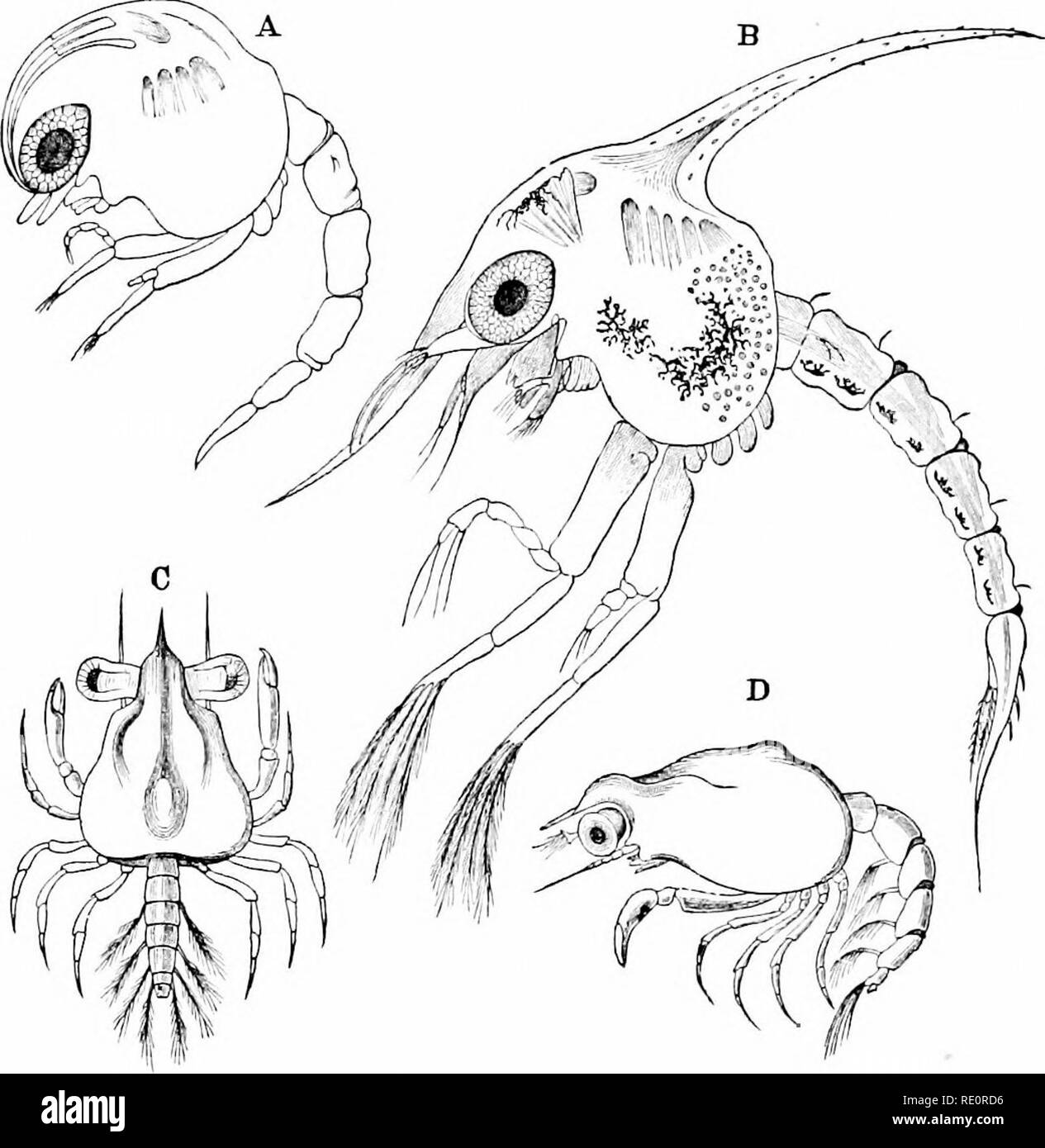 Megalopa Black and White Stock Photos & Images - Alamy