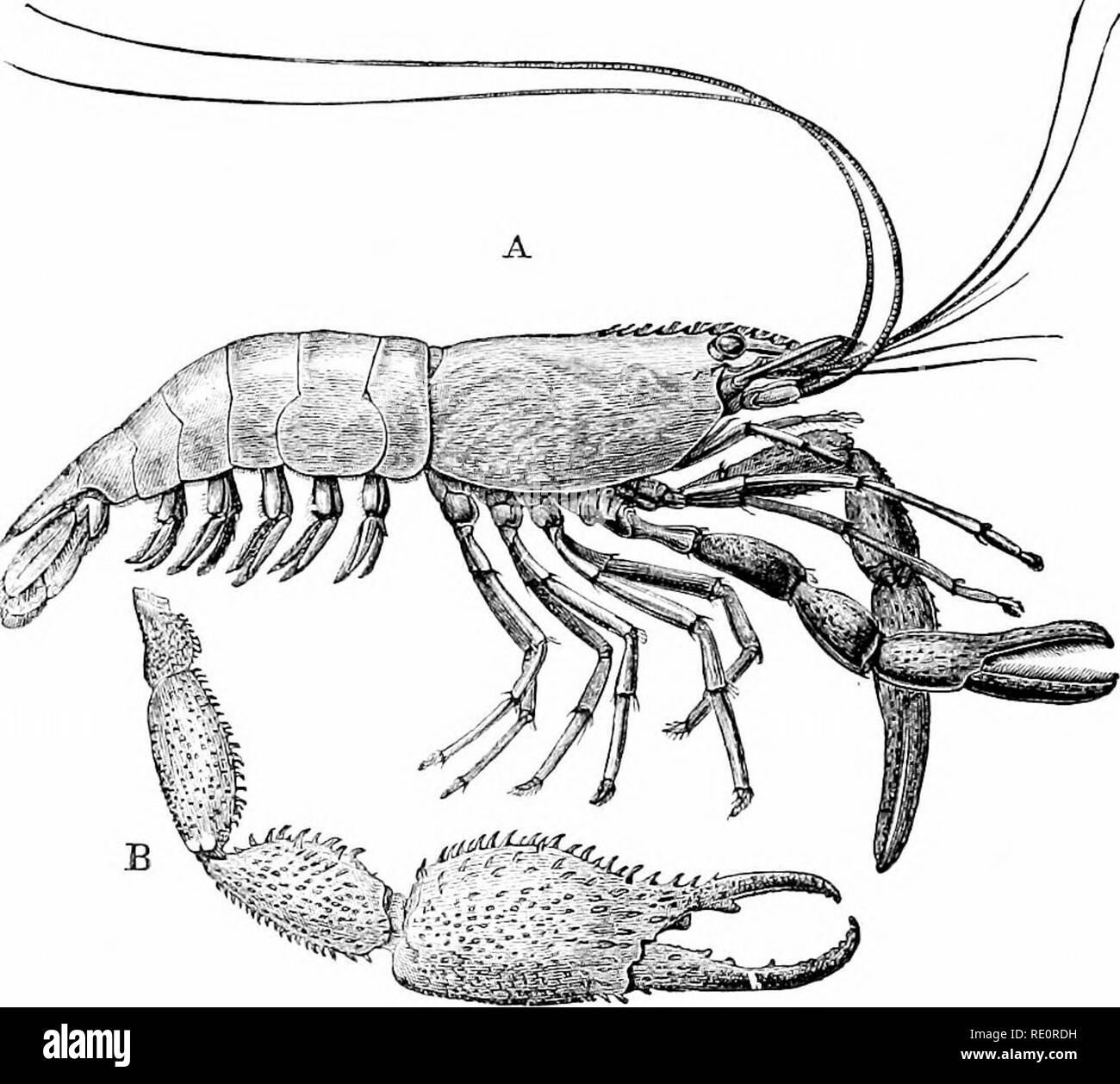 Cephalothorax Shrimp