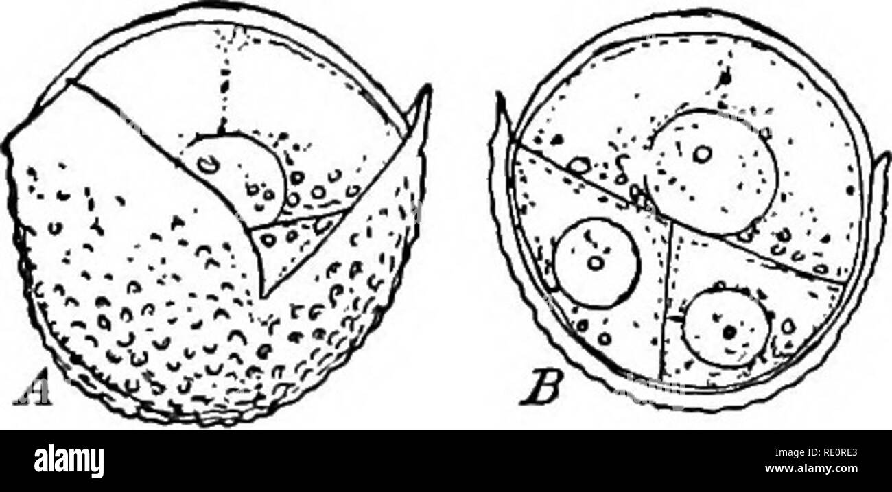 . The Eusporangiatae; the comparative morphology of the Ophioglossaceae ...
