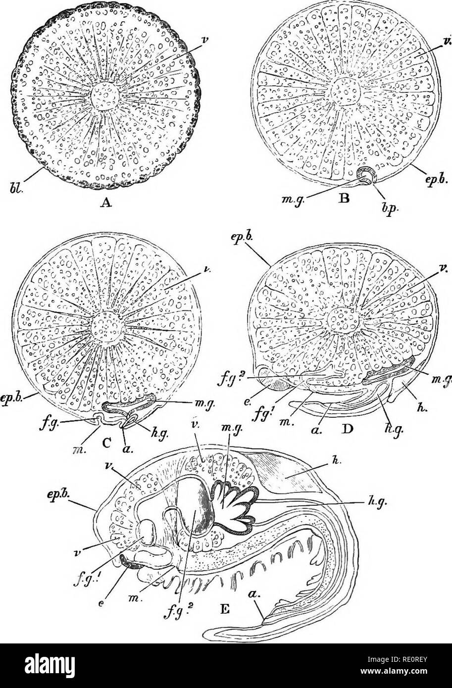. An introduction to the study of zoology : by T. H. Huxley, F. R. S ...