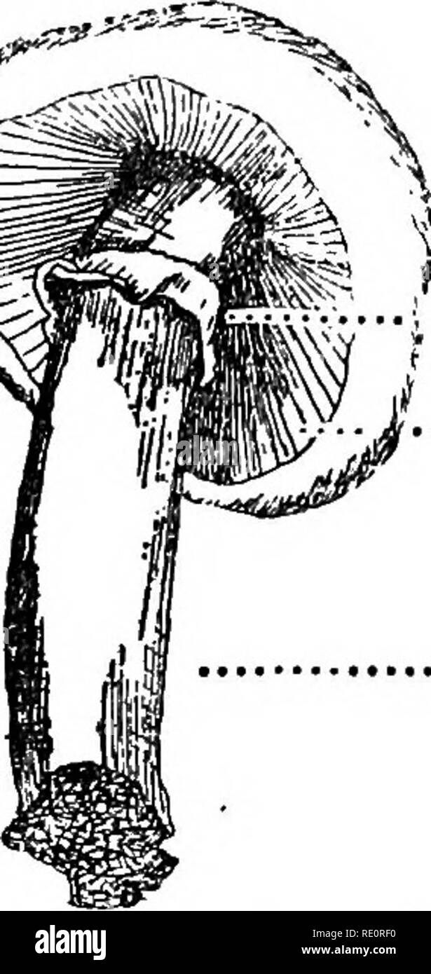 . The mushroom book : a popular guide to the identification and study ...