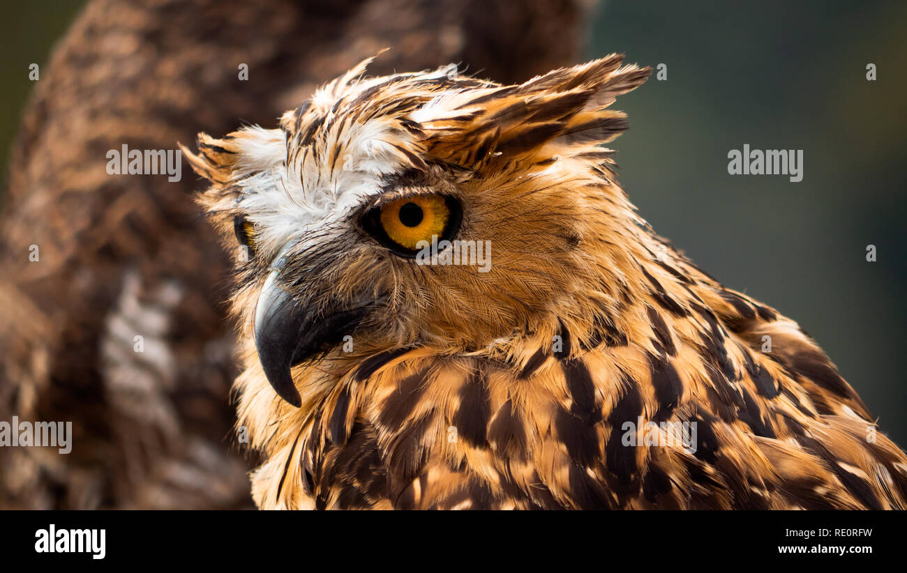 three javanese owls on dry tree branch. owls living on Dieng plateau on ...