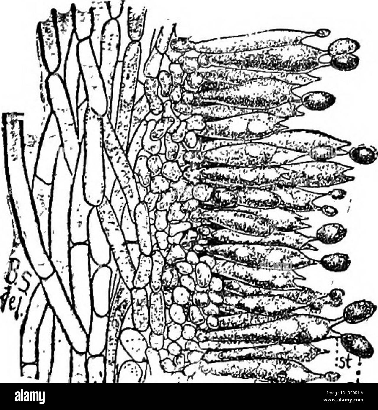 Spore cap Black and White Stock Photos & Images - Alamy