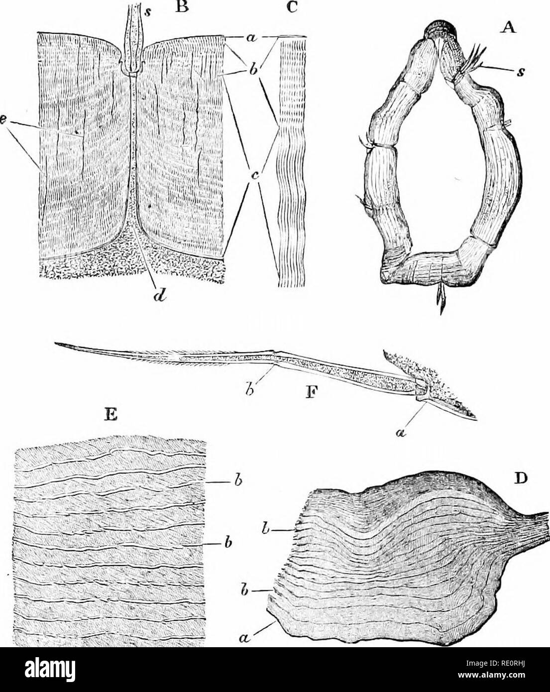 Seta j Cut Out Stock Images & Pictures - Alamy