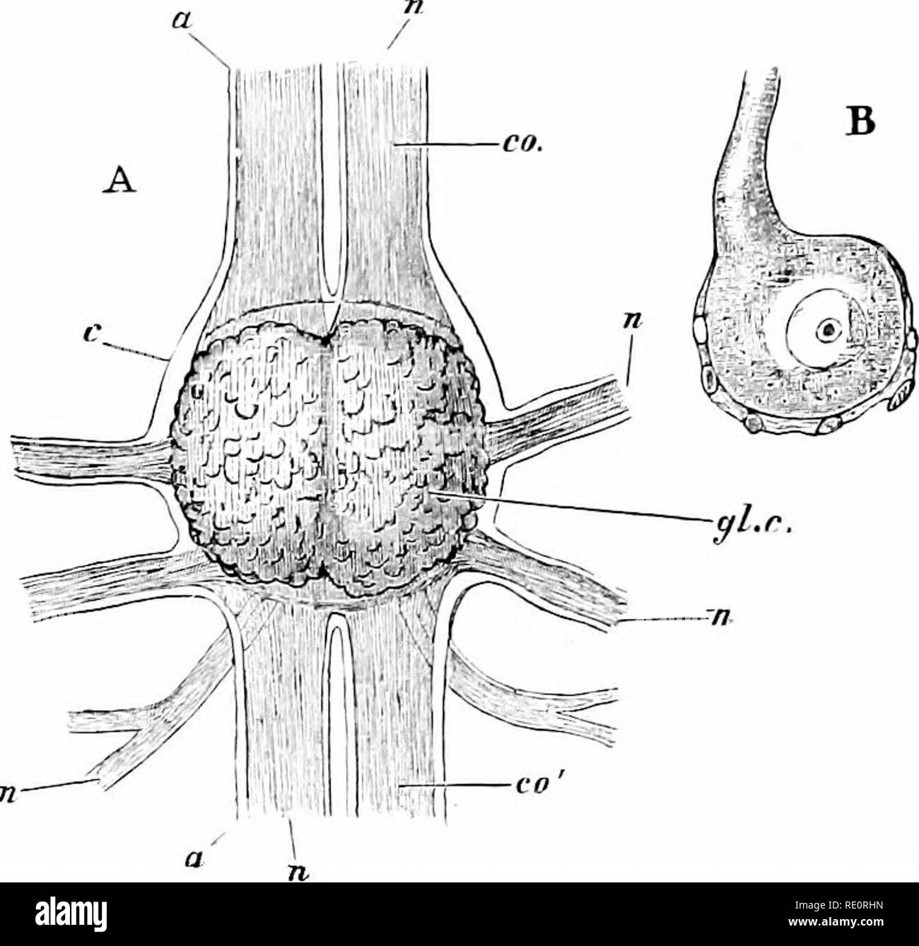 . An introduction to the study of zoology : by T. H. Huxley, F. R. S ...