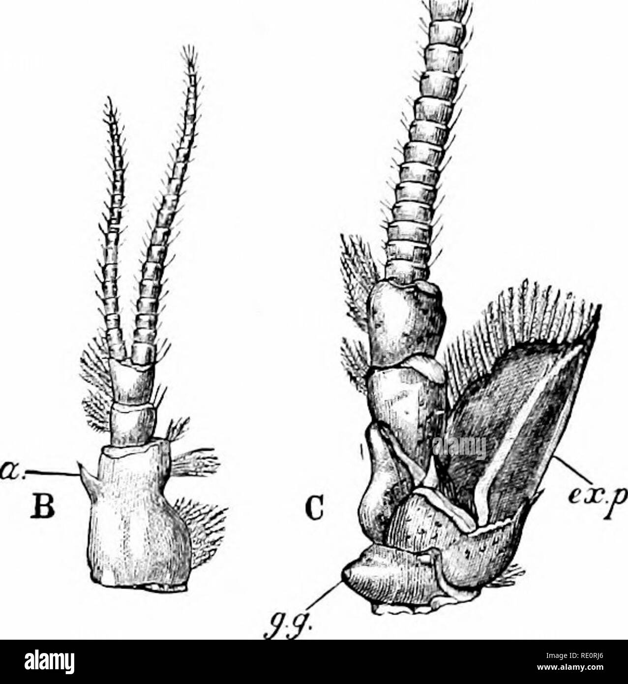 . An introduction to the study of zoology : by T. H. Huxley, F. R. S ...