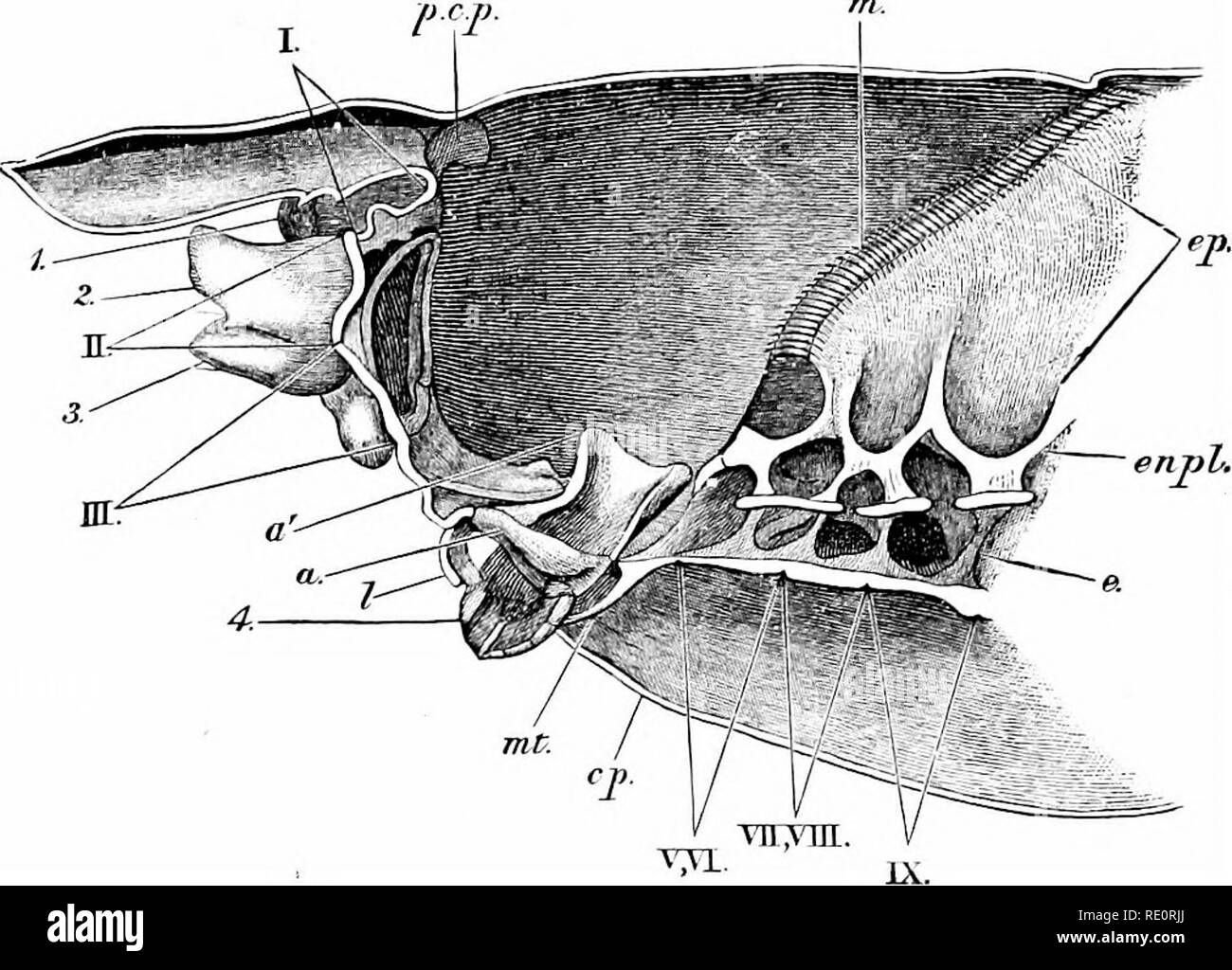 . An introduction to the study of zoology : by T. H. Huxley, F. R. S ...