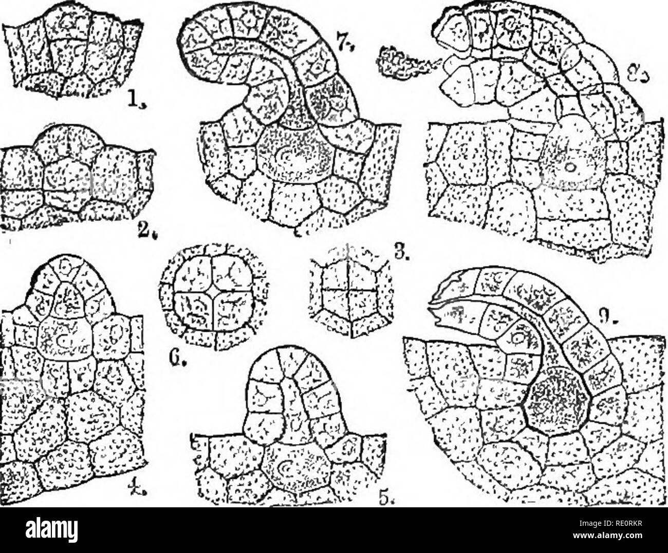 Pistil with a very long stigma Black and White Stock Photos & Images ...