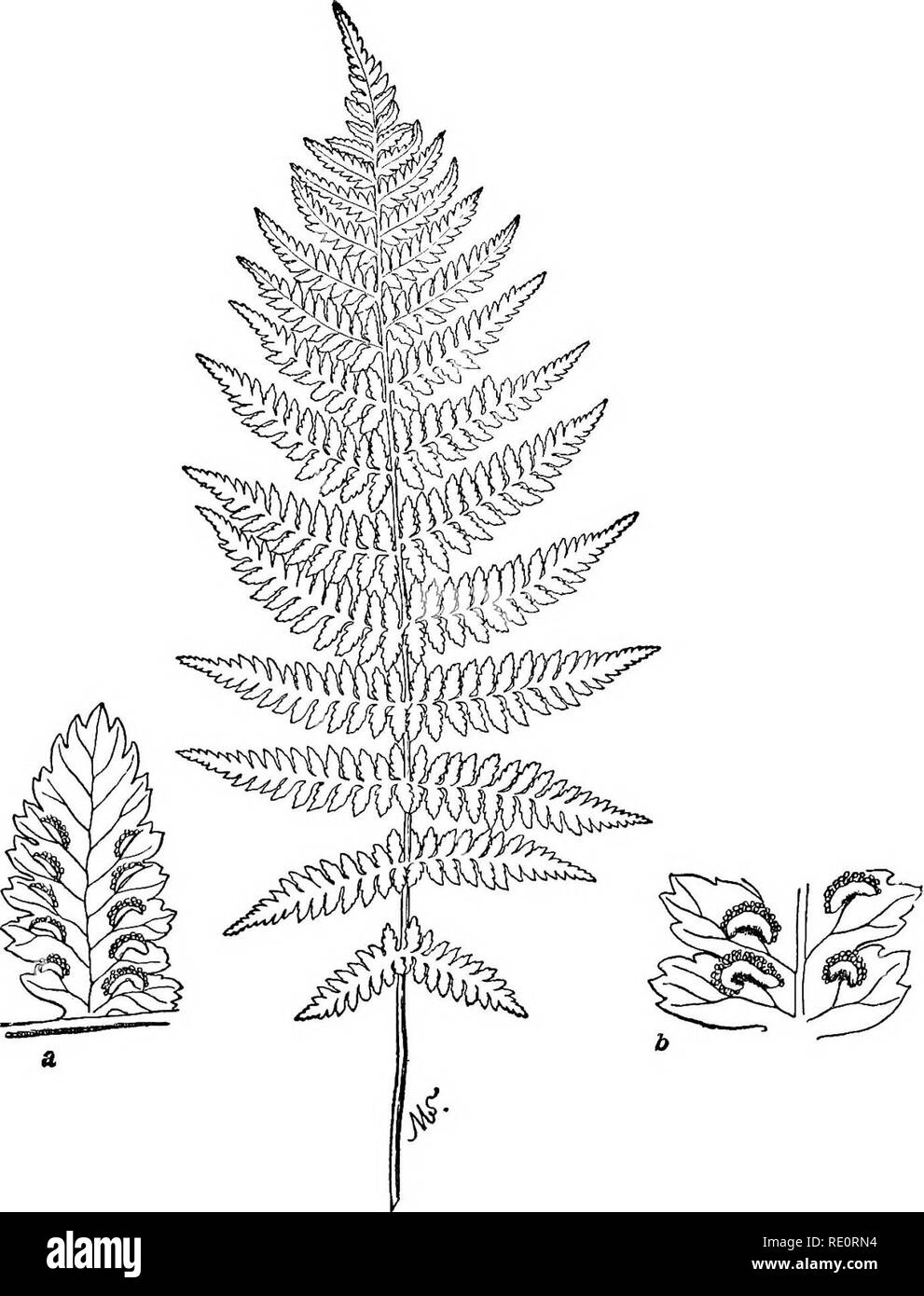 Pinnule Black and White Stock Photos & Images - Alamy