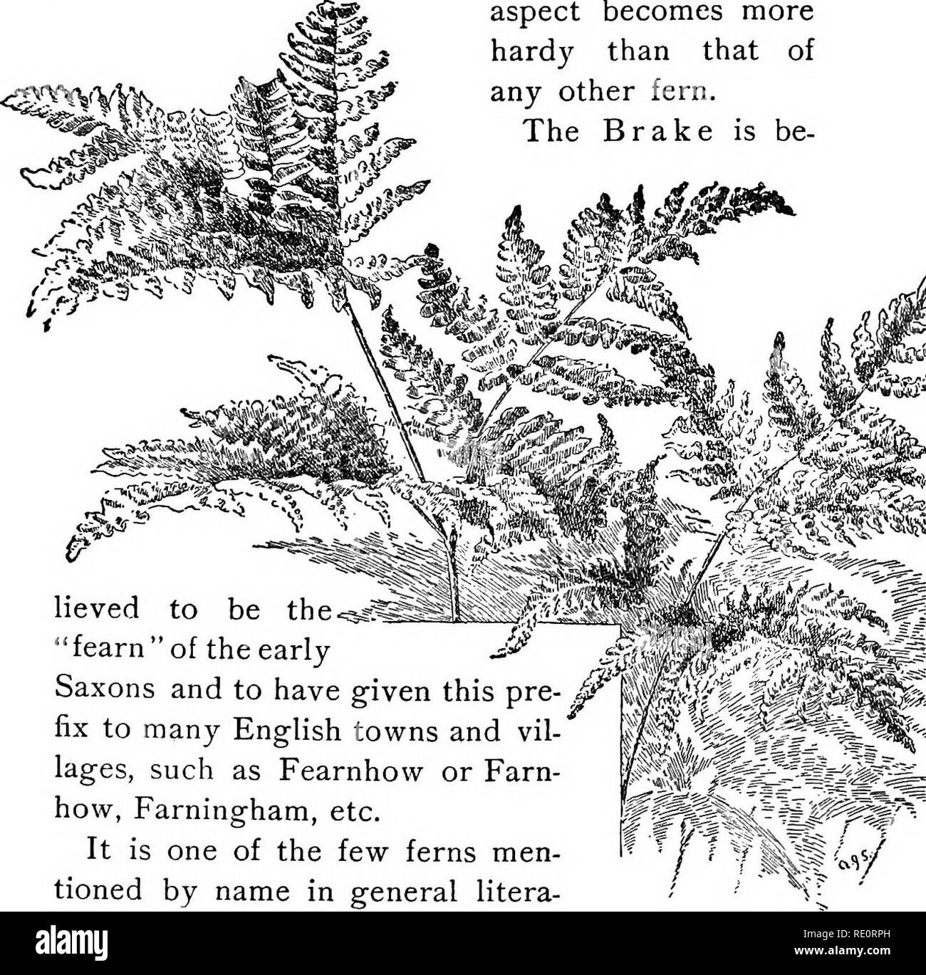 . How to know the ferns; a guide to the names, haunts and habits of our ...