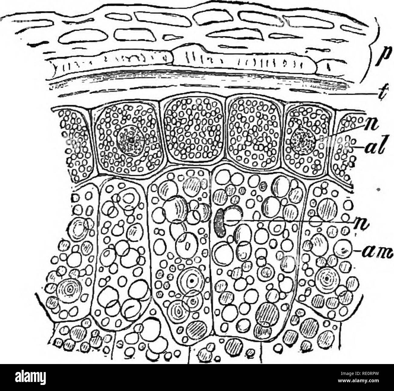 Aleurone layer hi-res stock photography and images - Alamy