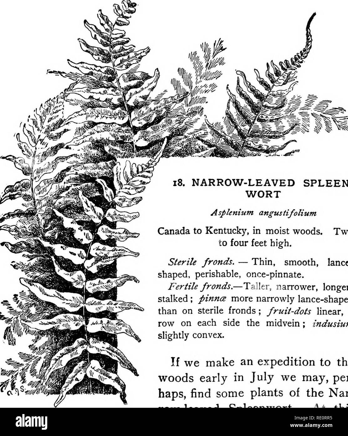 . How to know the ferns; a guide to the names, haunts and habits of our ...