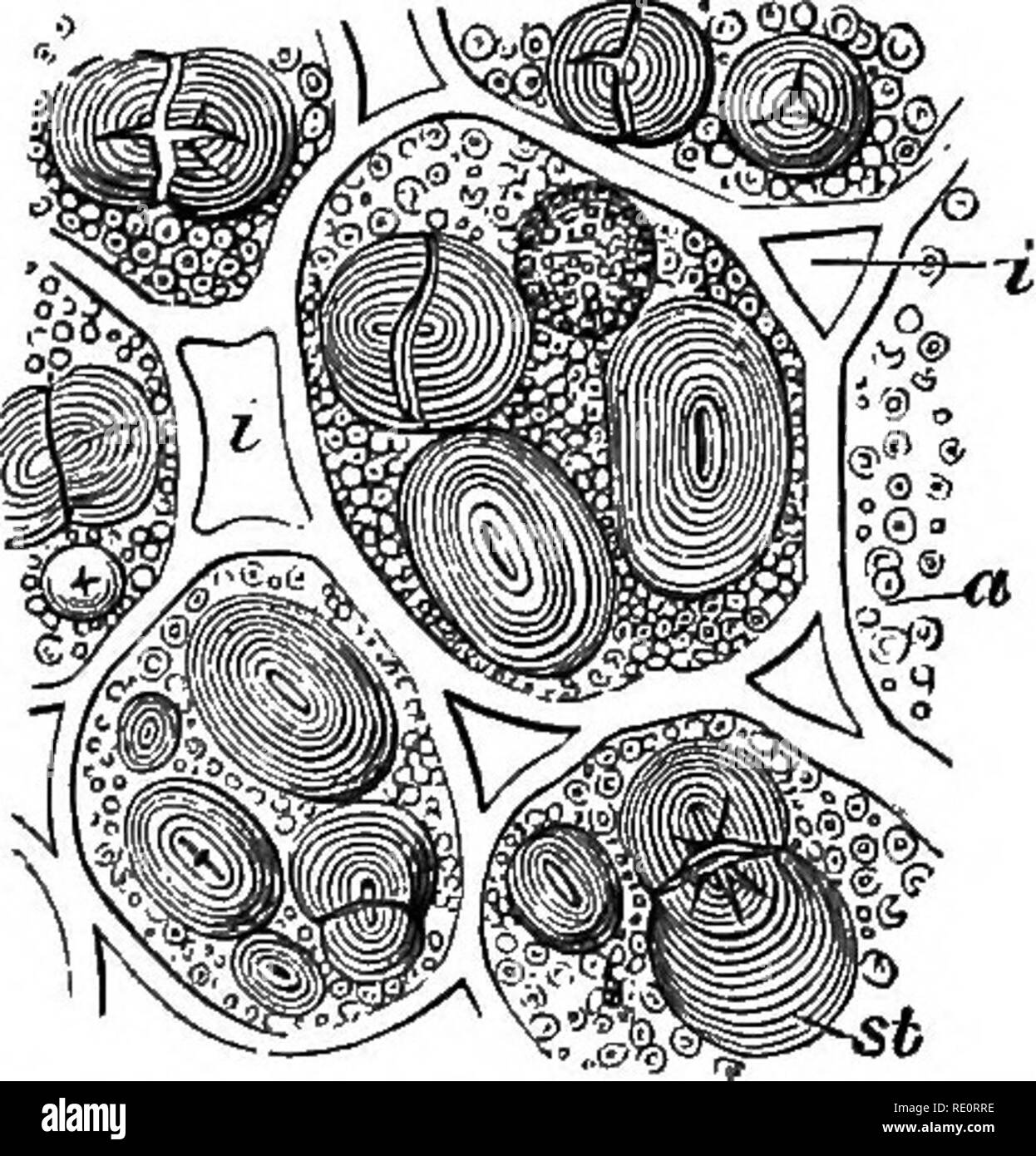 Starch roots Black and White Stock Photos & Images - Alamy