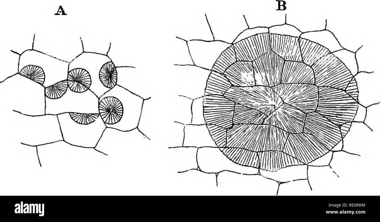 Sap sugar cane Black and White Stock Photos & Images - Alamy