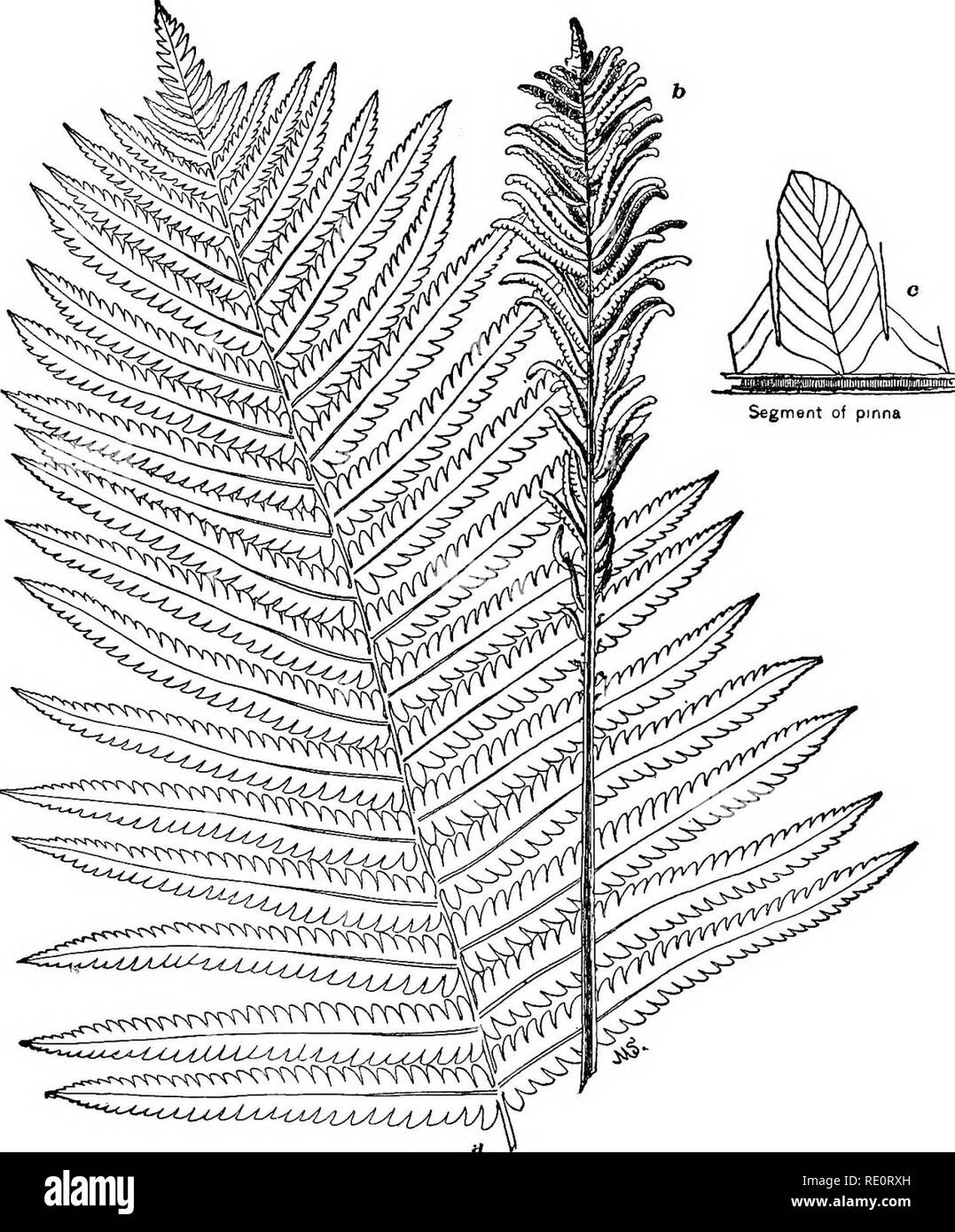 Names Of Ferns