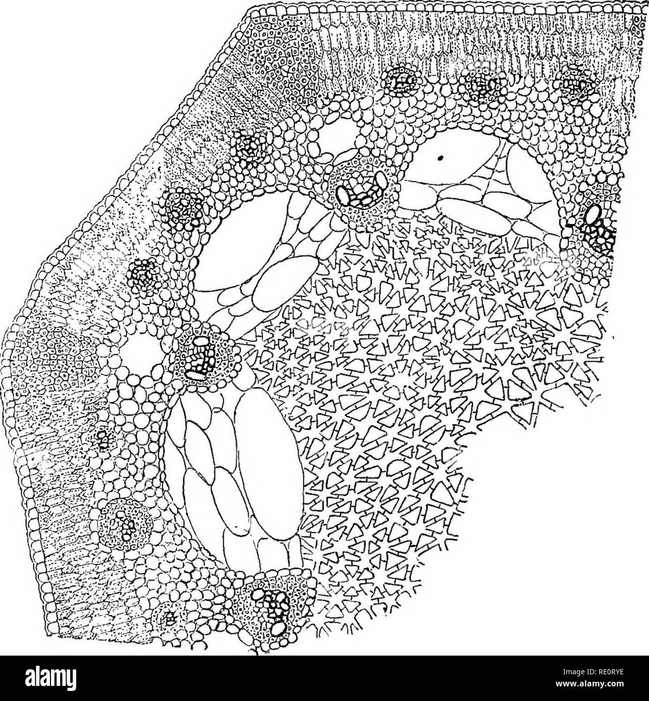 . An introduction to vegetable physiology. Plant physiology. 116 ...