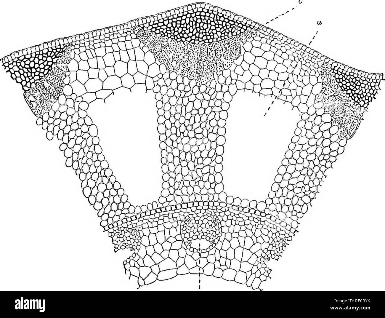 . An introduction to vegetable physiology. Plant physiology. THE ...