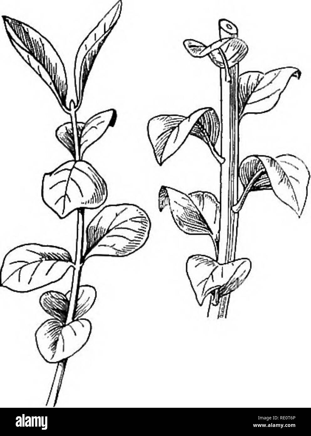 . Botany all the year round; a practical text-book for schools. Botany ...