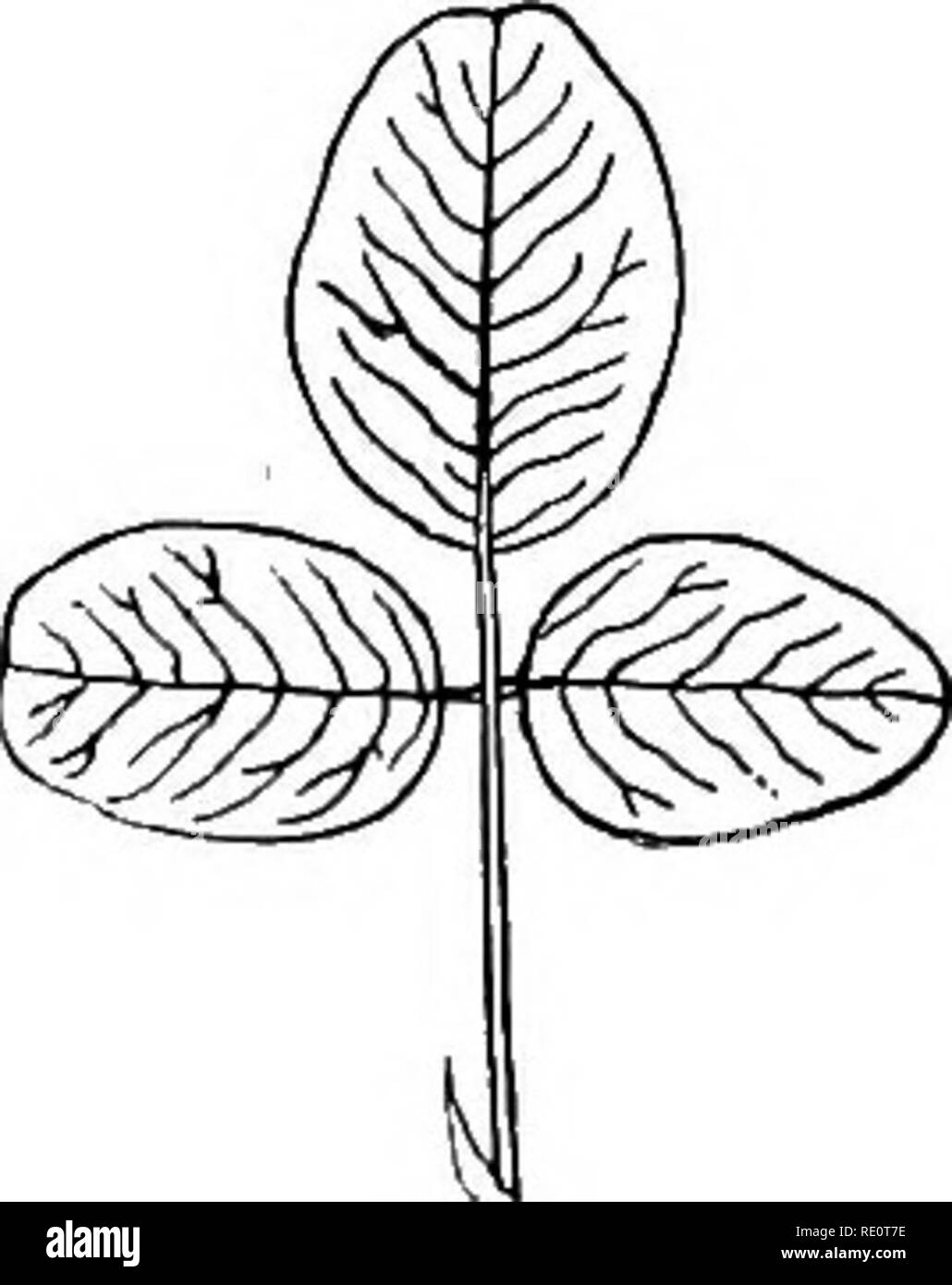 Palmately Compound Stock Photos & Palmately Compound Stock Images - Alamy