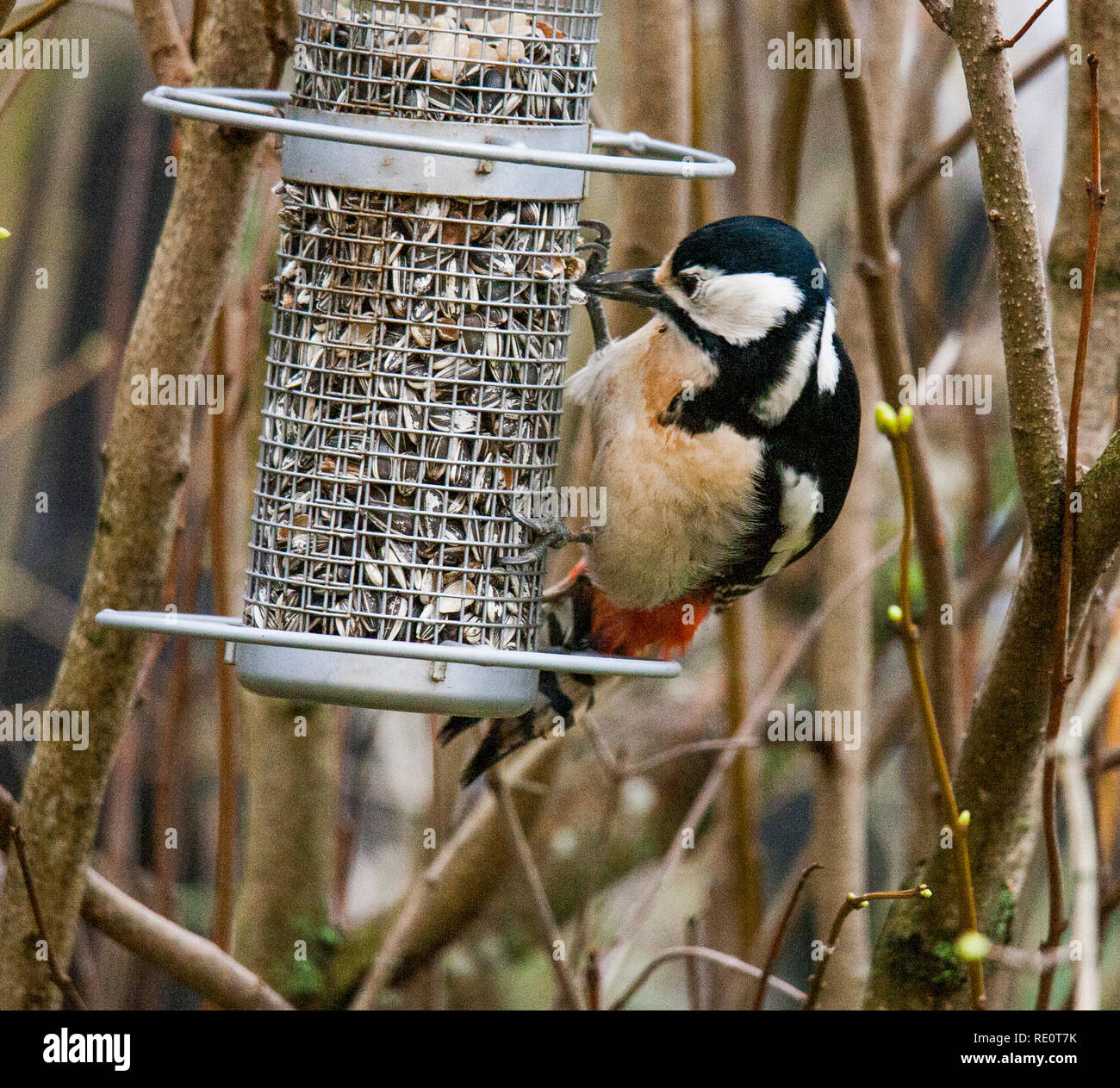 WOODPECKER on the feeder Stock Photo - Alamy