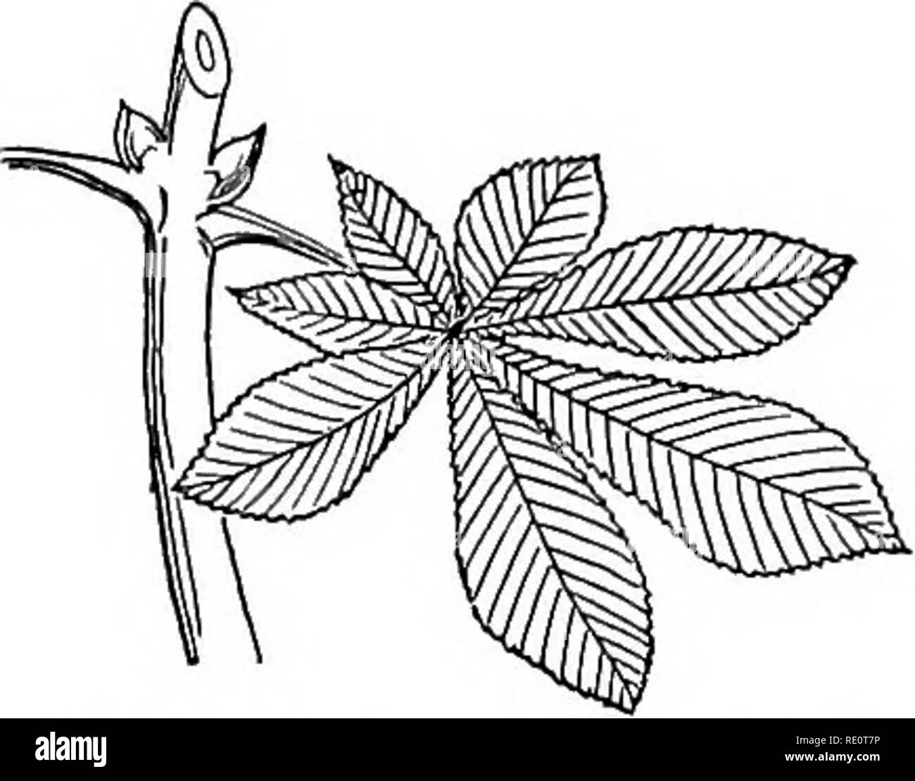 . Botany all the year round; a practical text-book for schools. Botany ...