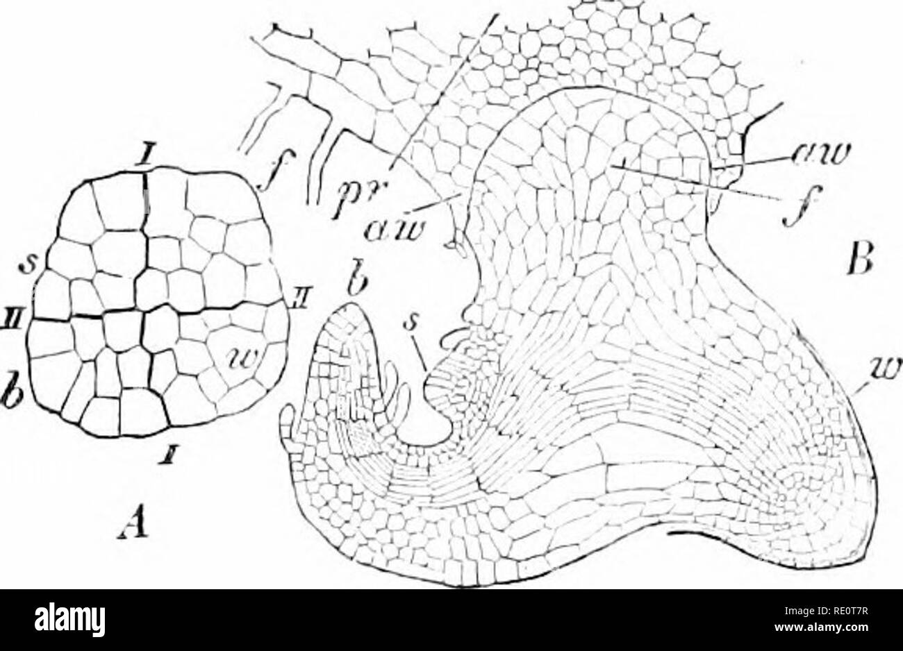 . Plants and their uses; an introduction to botany. Botany; Botany ...