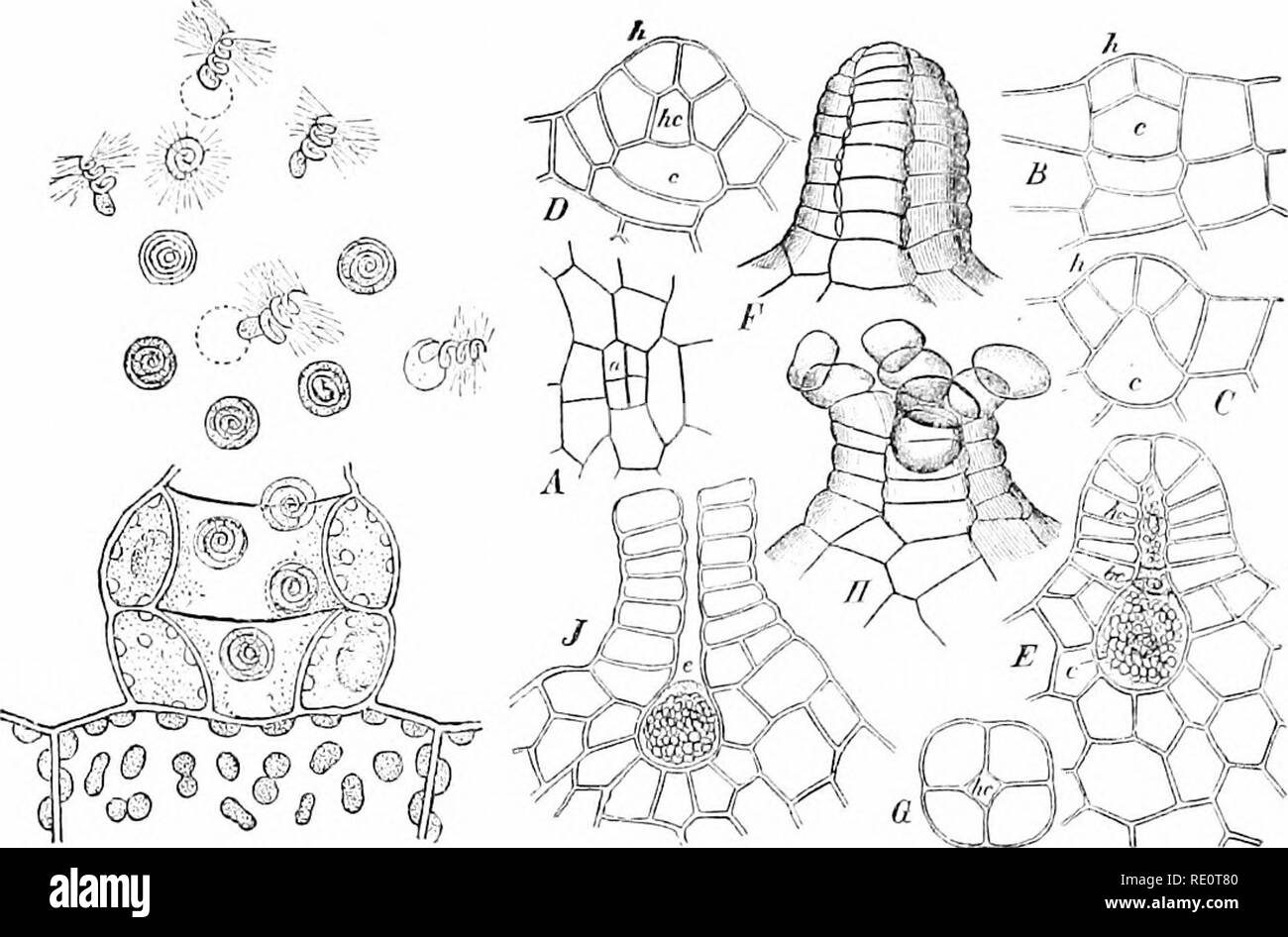 365 cap Black and White Stock Photos & Images - Alamy