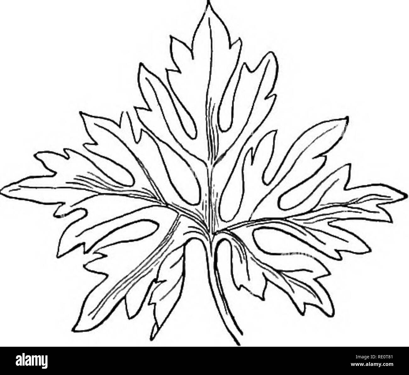 Pinnately divided leaflets hi-res stock photography and images - Alamy