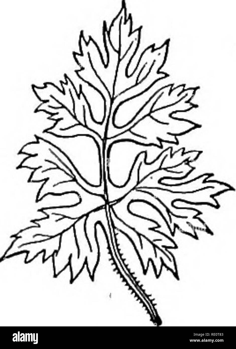 Palmately cleft leaves hi-res stock photography and images - Alamy