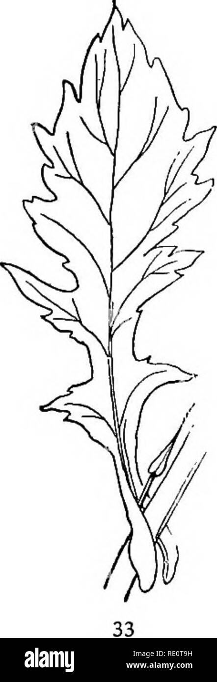 Acute apexes hi-res stock photography and images - Alamy