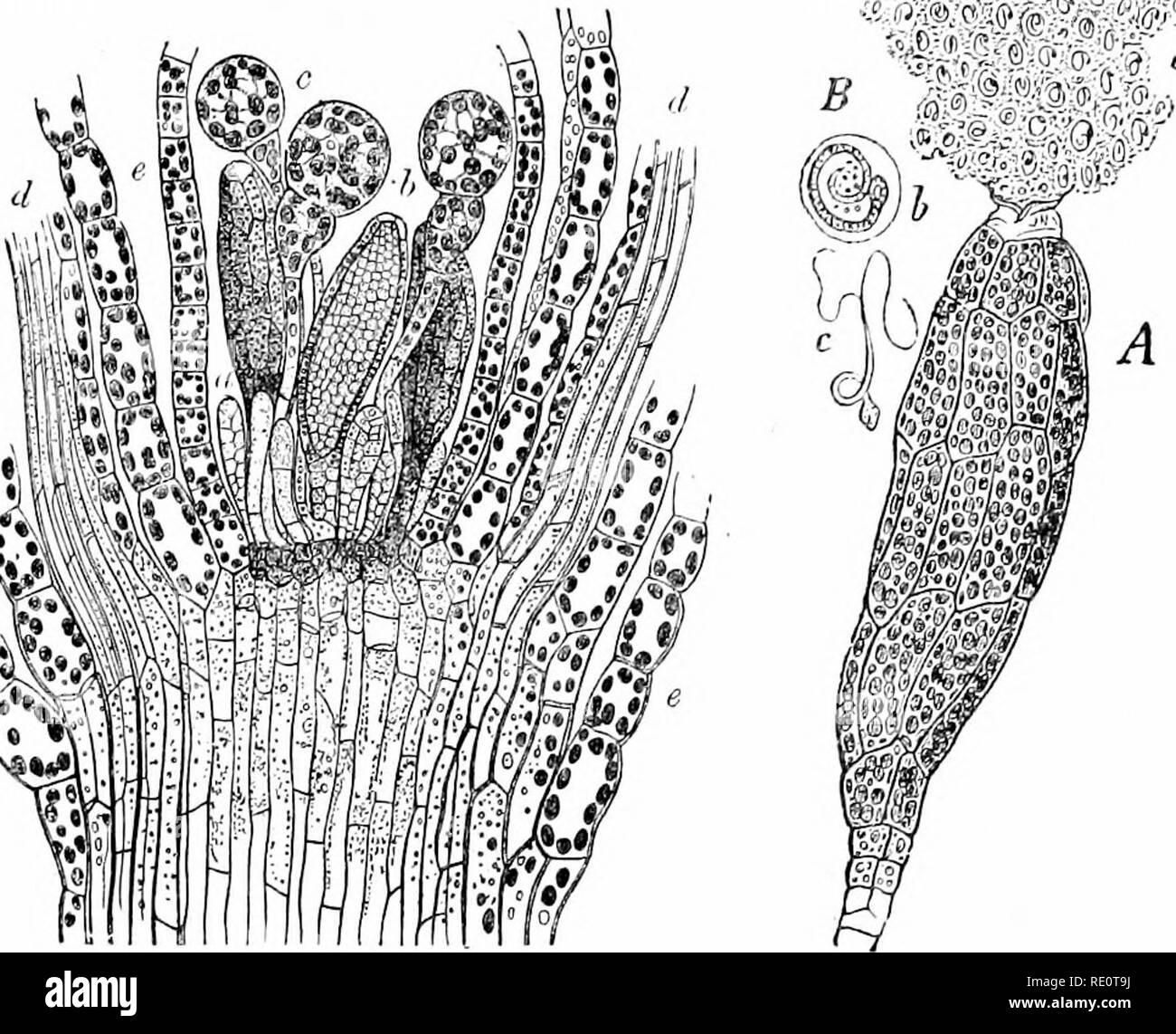 . Plants and their uses; an introduction to botany. Botany; Botany ...