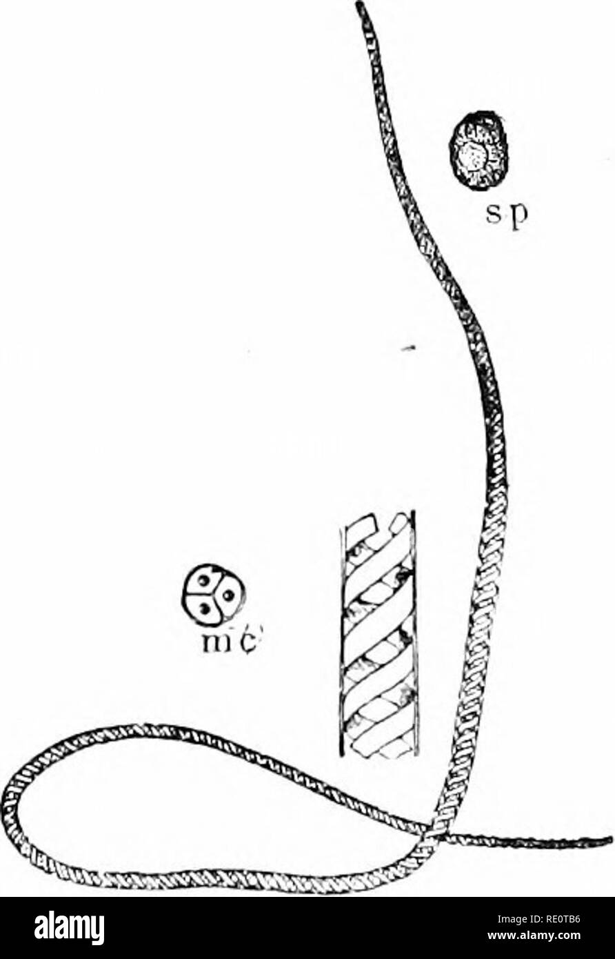 . Plants and their uses; an introduction to botany. Botany; Botany ...