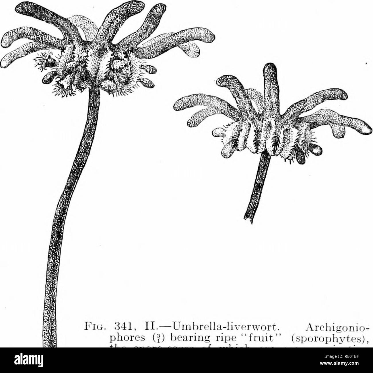 . Plants and their uses; an introduction to botany. Botany; Botany ...