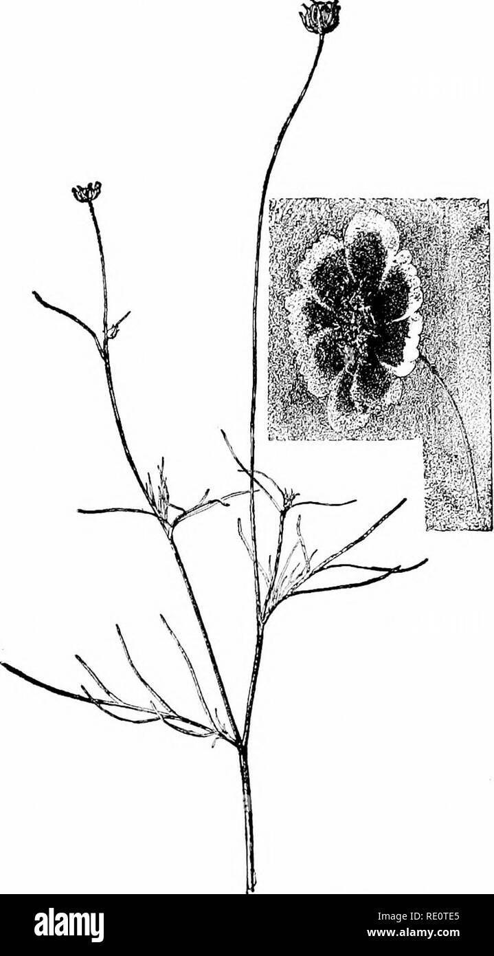 Puberulent Black and White Stock Photos & Images - Alamy