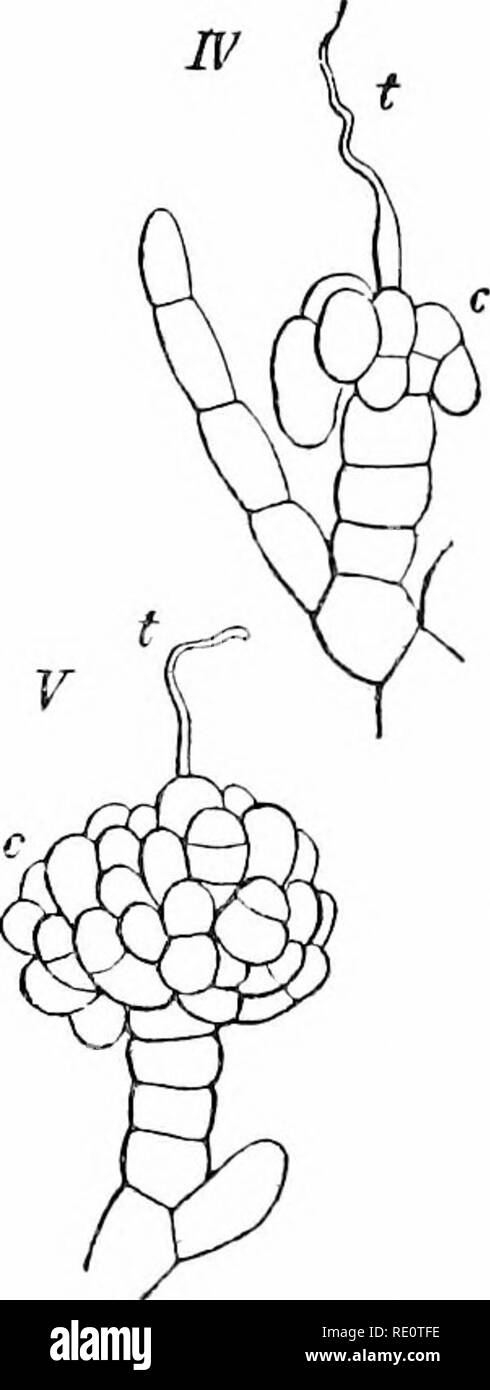 Nemalion hi-res stock photography and images - Alamy