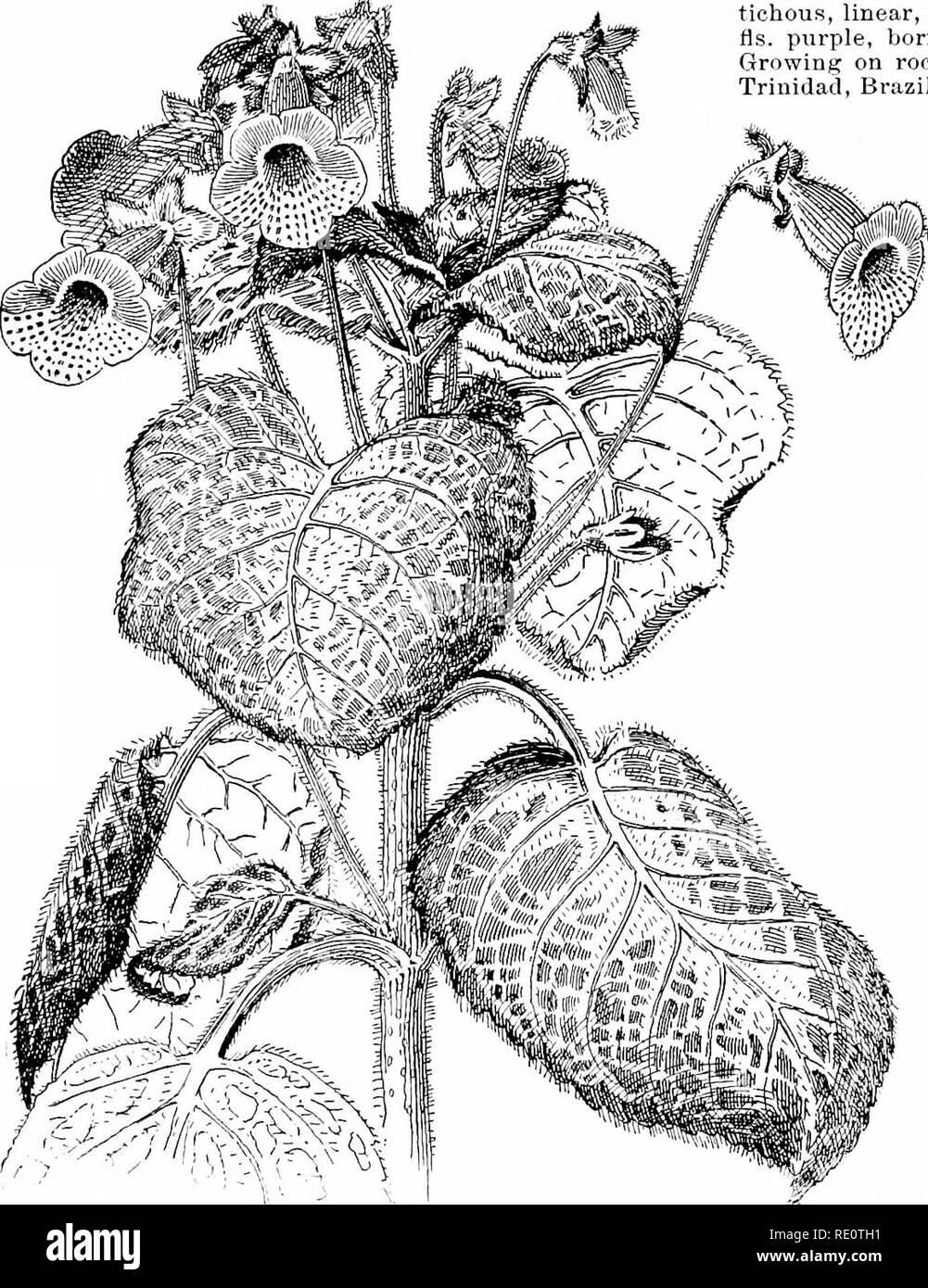 Used to make a blue dye Black and White Stock Photos & Images - Alamy