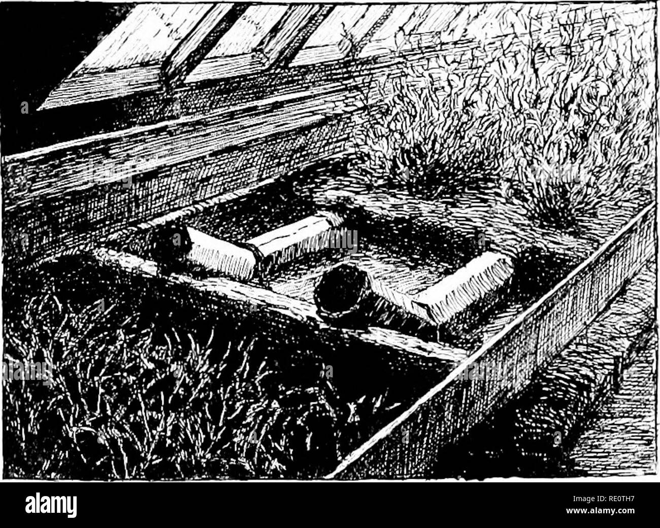 Throwing fruit to each other hi-res stock photography and images - Alamy