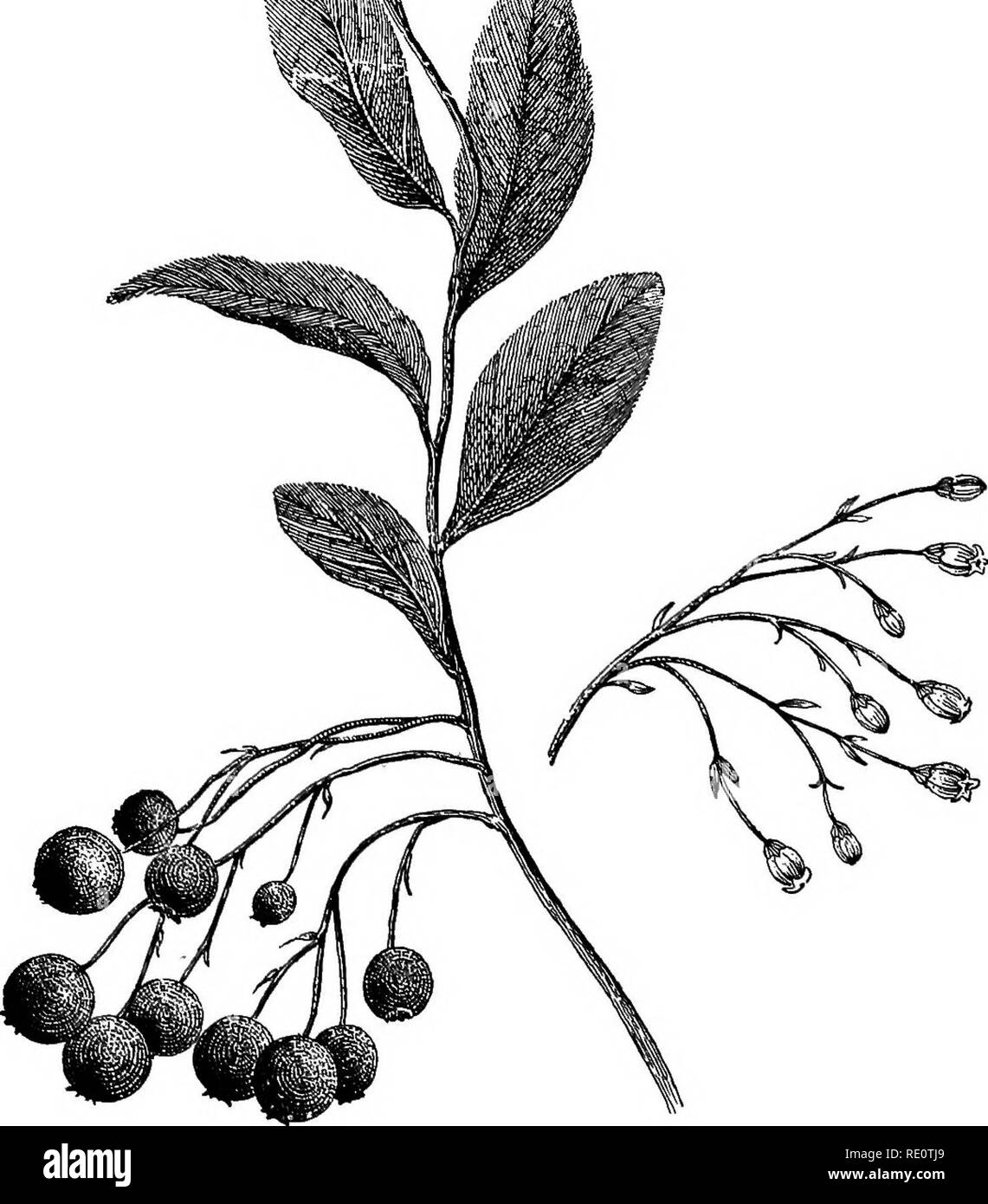 . Flowers of field, hill, and swamp;. Botany. BLUE TANGLE. DANGLEBERRY ...