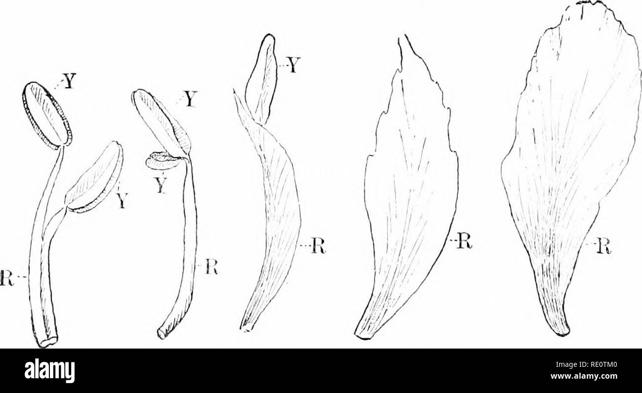 . Plants and their uses; an introduction to botany. Botany; Botany ...